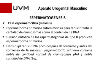 espermatogenesis | PPSX