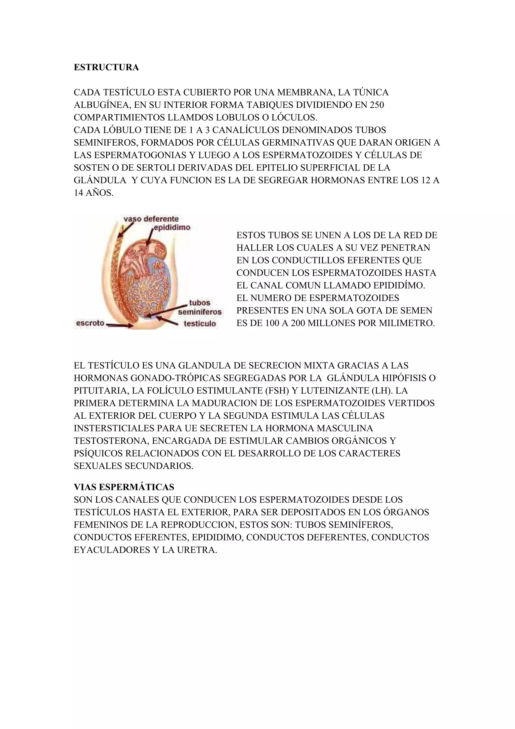APARATO GENITAL MASCULINO | DOC