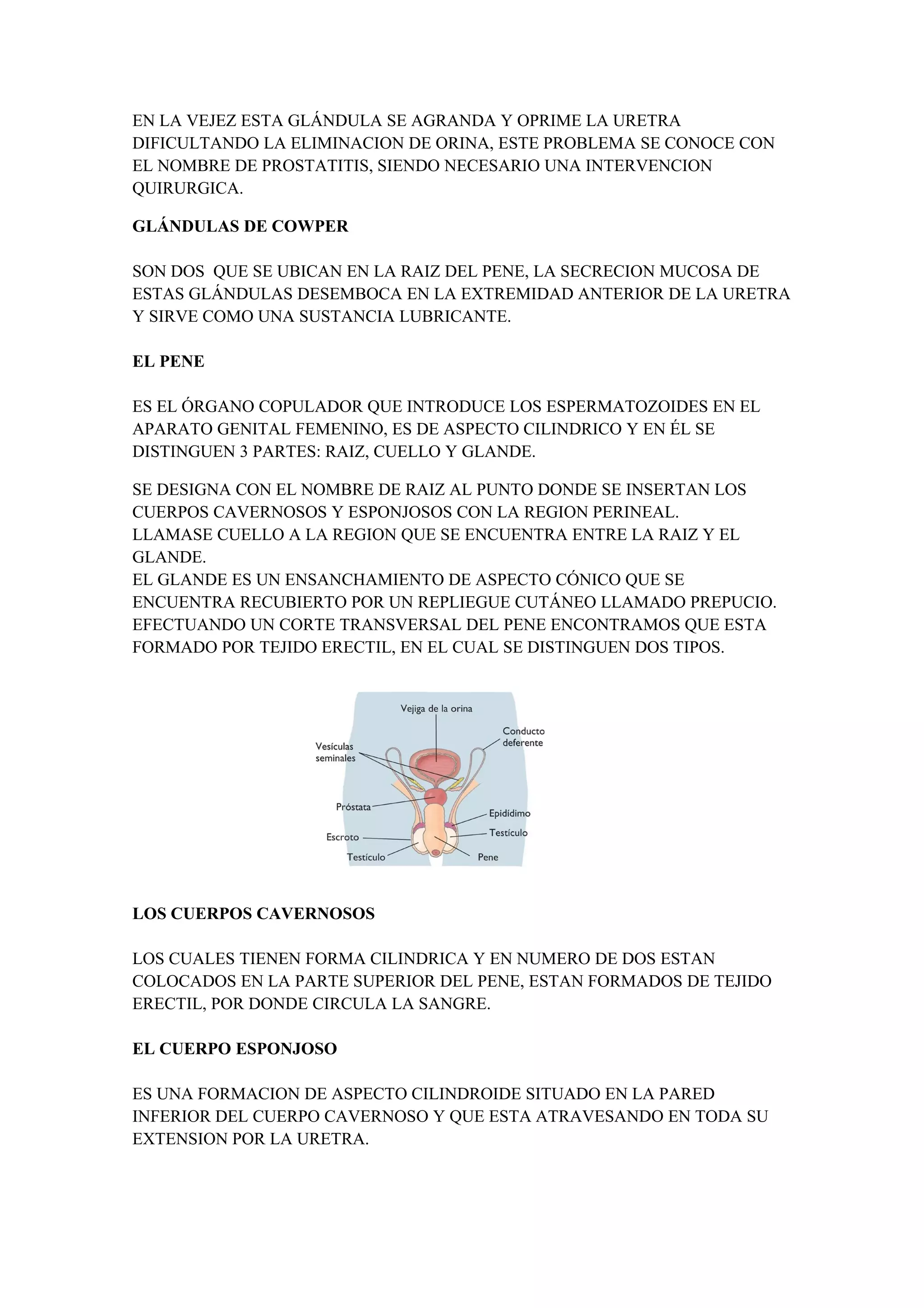APARATO GENITAL MASCULINO | DOC