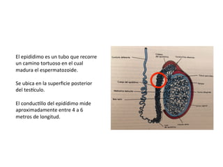 Aparato genital masculino | PDF