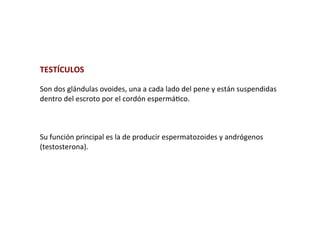 Aparato genital masculino | PDF