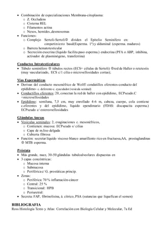 Resumen de Histología del Aparato Genital Masculino - Histología de ...