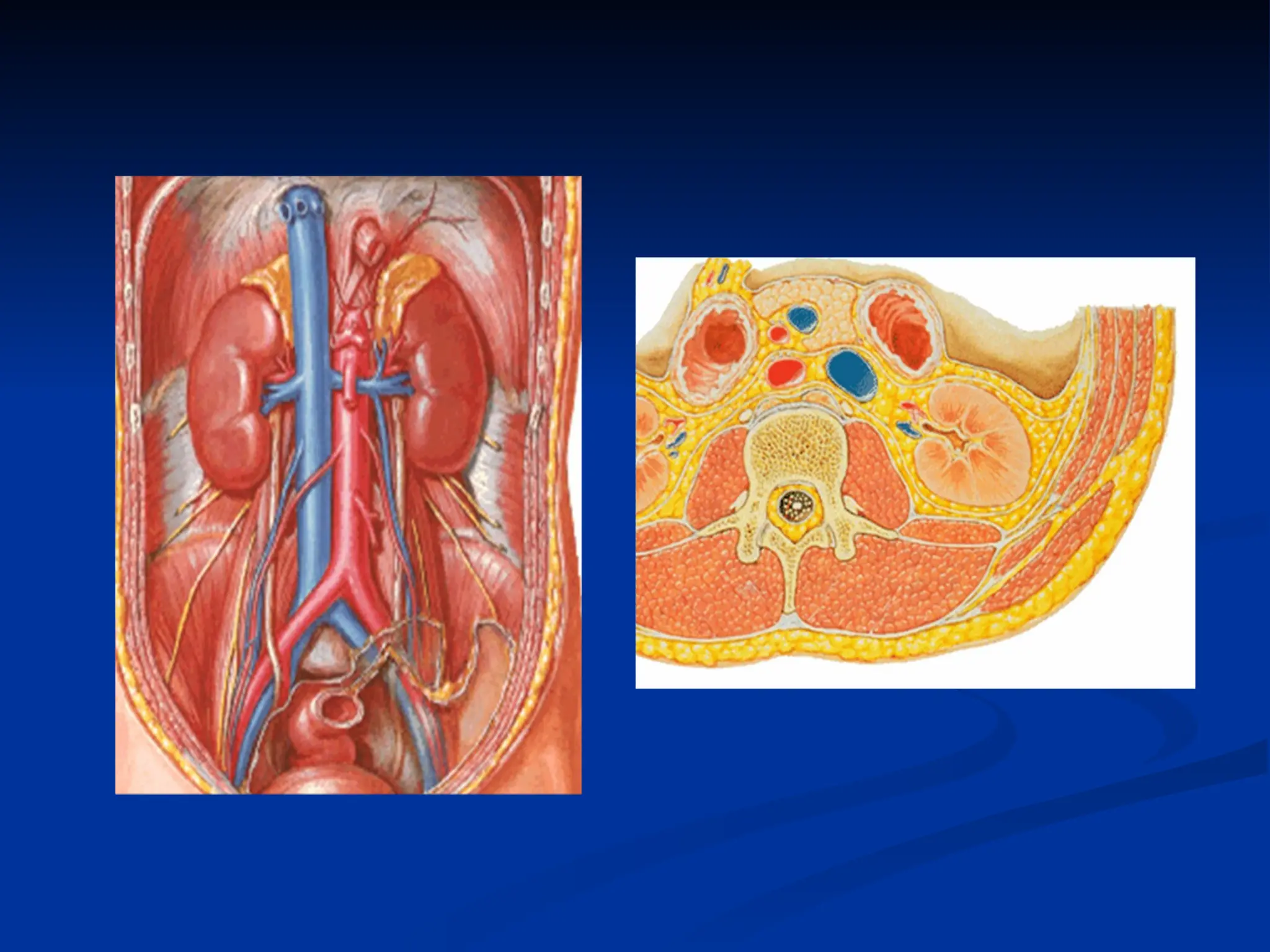 diagnostico por imagenes del aparato genito urinario | PPT