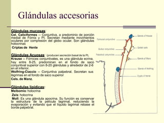 Aparatolagrimalpptx