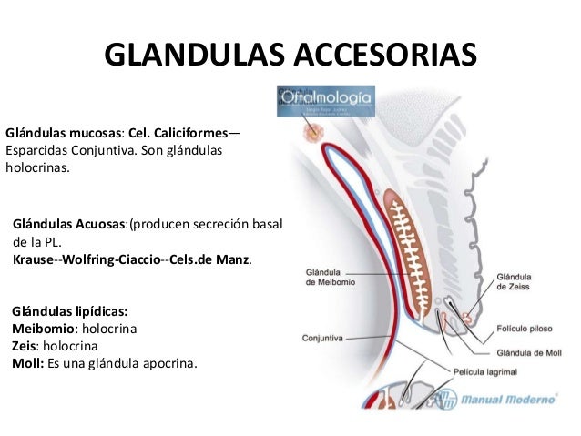 Aparato Lagrimal Y Vías Lagrimales