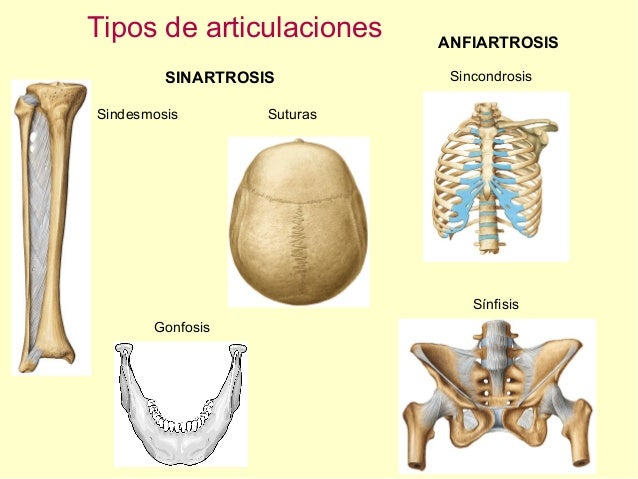 Aparatolocomotor 100429135644-phpapp02