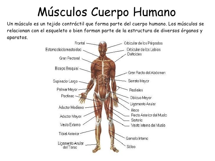 Aparato Locomotor D59