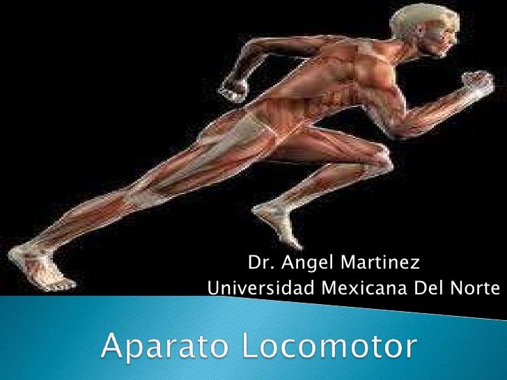 Blog De Educacin Fsica Anatoma Aparato Locomotor