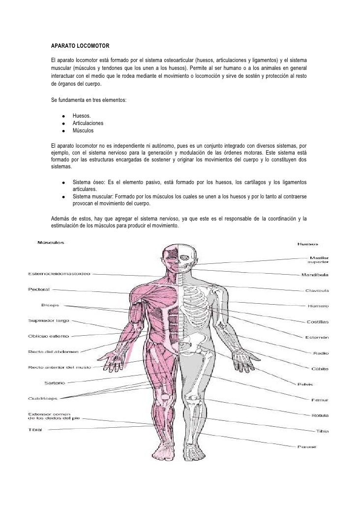 Cmo Funciona El Sistema Locomotor Sistema Locomotor