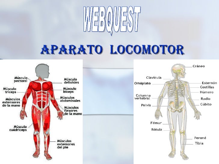 Aparato Locomotor Importancia Funciones Y Partes Con Imagenes Images