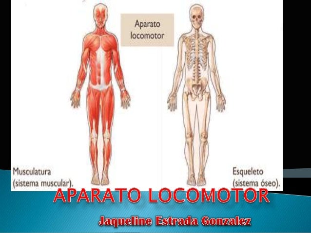 Conociendo El Sistema Locomotor Humano