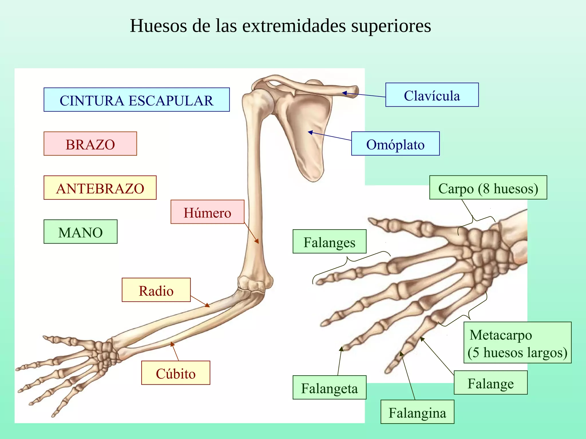 Aparato locomotor | PPT