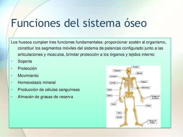 Cmo Funciona El Sistema Locomotor Sistema Locomotor Sistema Locomotor