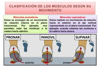APARATO LOCOMOTOR.pptx