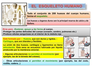 APARATO LOCOMOTOR.pptx