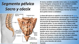 aparato locomotor.pptx