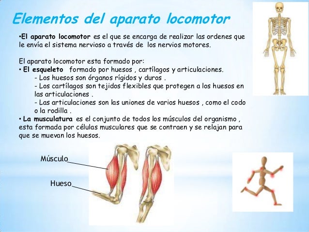 32 Anlisis De Los Movimientos Sistema Locomotor