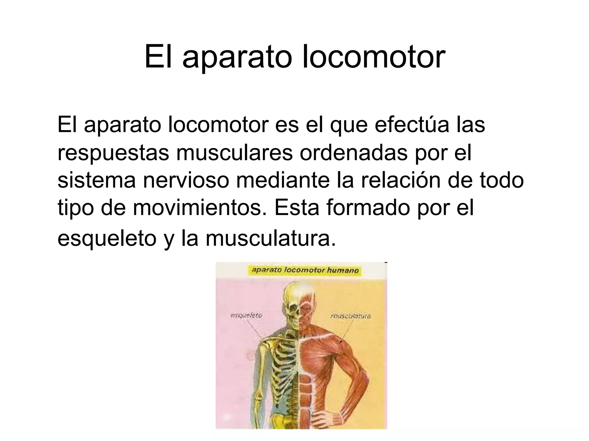 Aparato locomotor | PPT