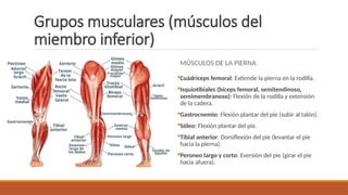 Aparato locomotor (parte activa: músculos y articulaciones) | PPTX