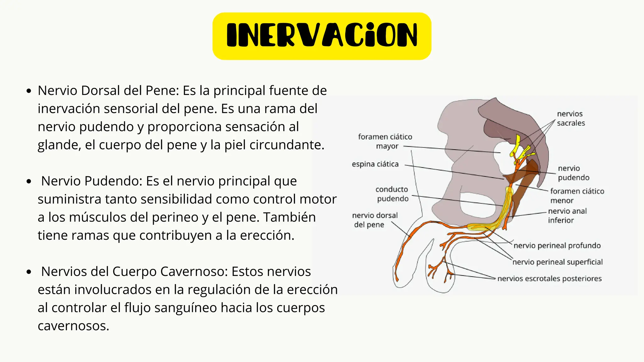 aparato masculino, completo, con irrigacion, inervacion etc | PDF