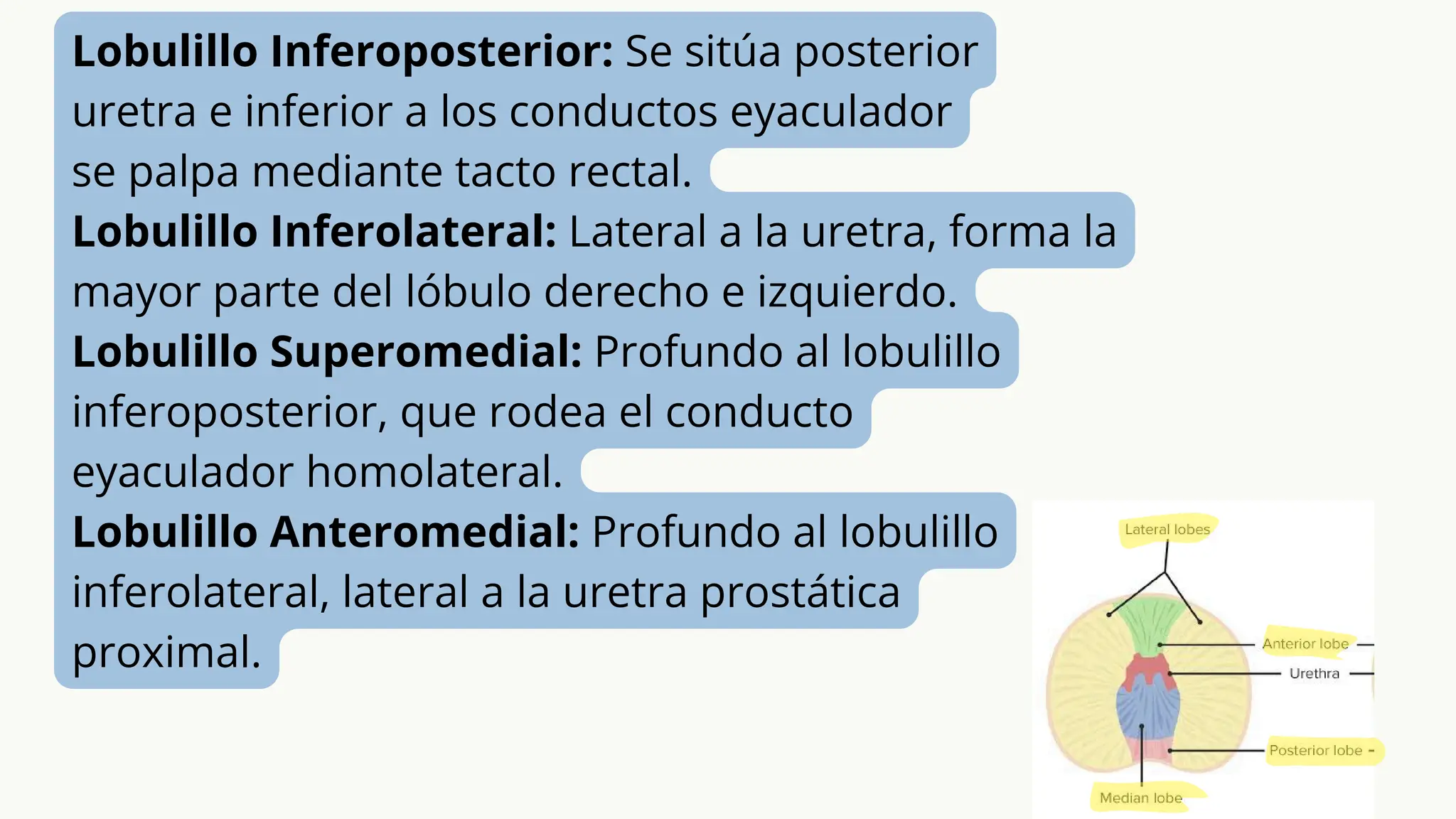 aparato masculino, completo, con irrigacion, inervacion etc | PDF