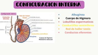 aparato masculino, completo, con irrigacion, inervacion etc | PDF