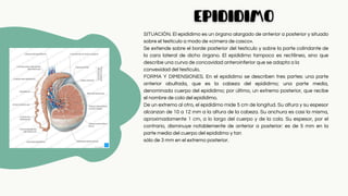 aparato masculino, completo, con irrigacion, inervacion etc | PDF