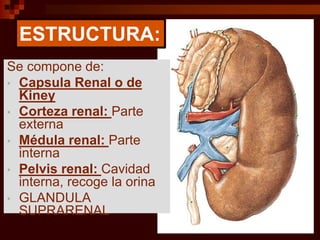 Aparato renal p | PPTX