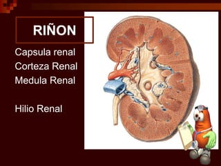 Aparato renal p | PPTX
