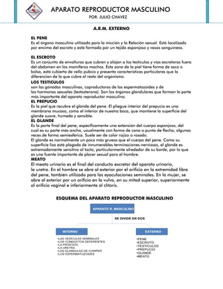 Aparato Reproductor Masculino | PDF