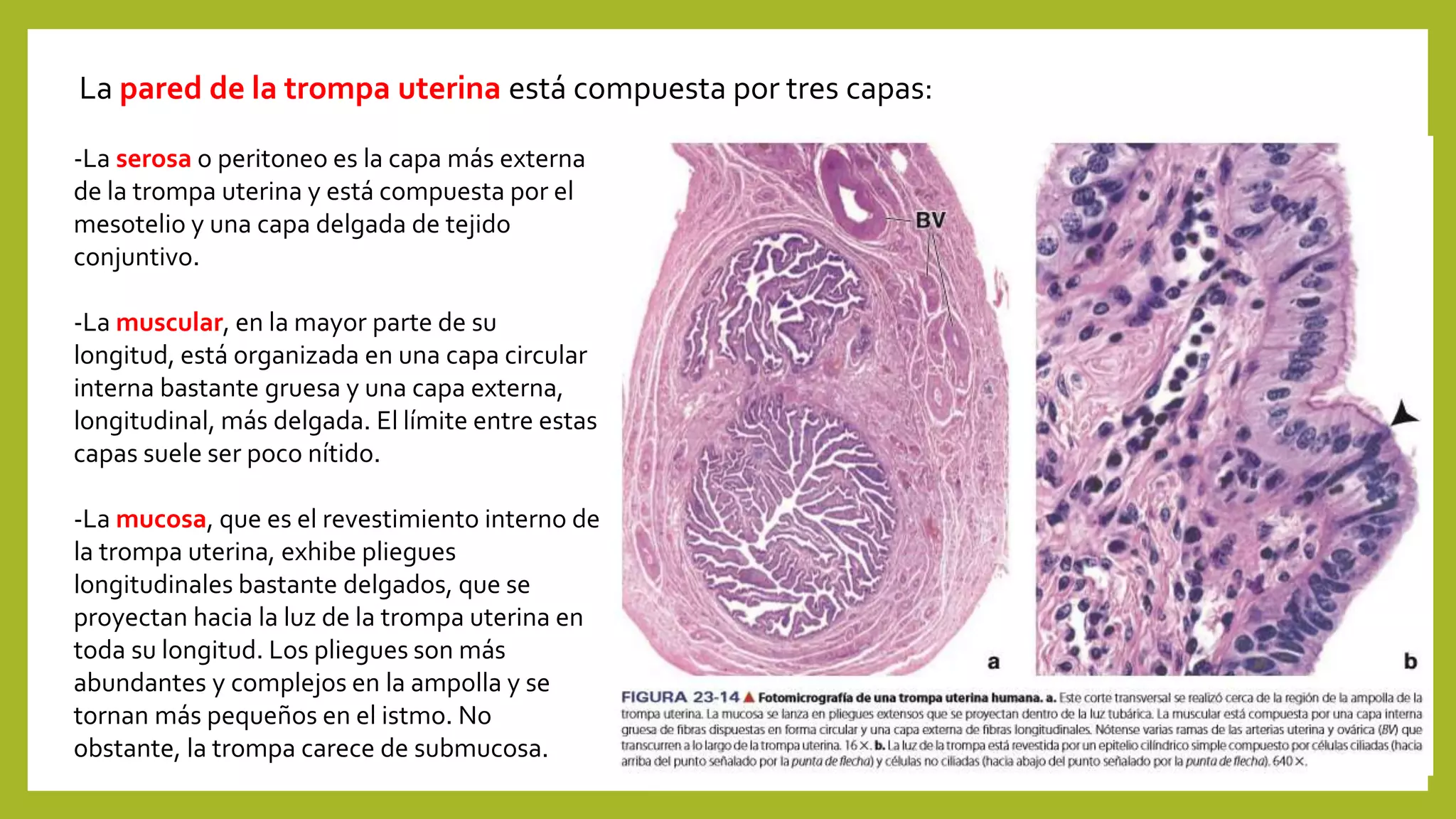 HISTOLOGÍA: Aparato Reproductor Femenino | PPTX