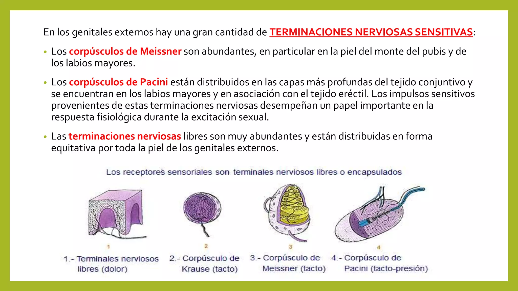 HISTOLOGÍA: Aparato Reproductor Femenino | PPTX