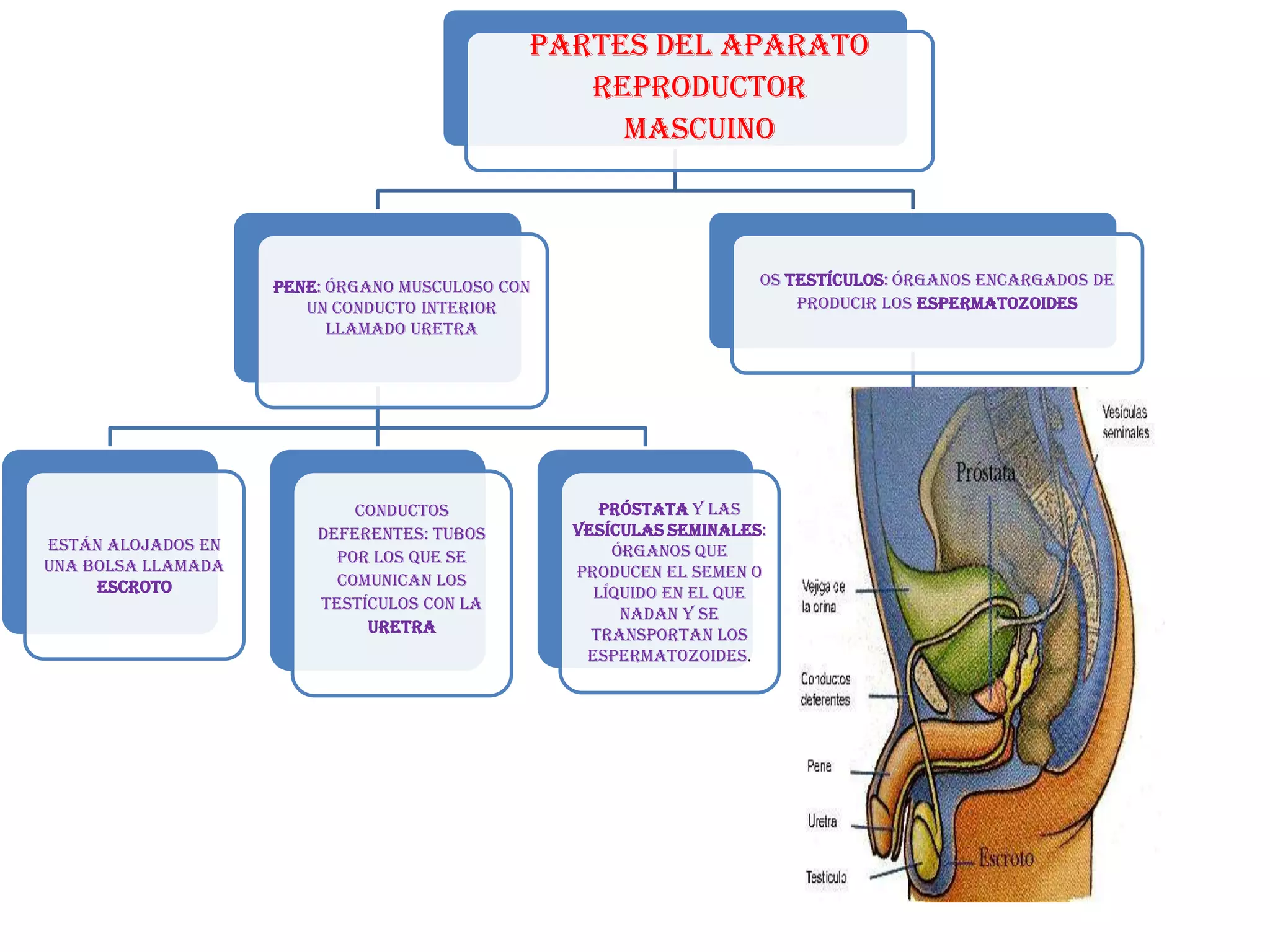 Aparato reproductor | PPTX