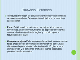 Aparato reproductor | PPTX