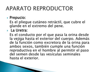 Aparato reproductor | PPTX