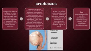 Aparato reproductor masculino | PPTX