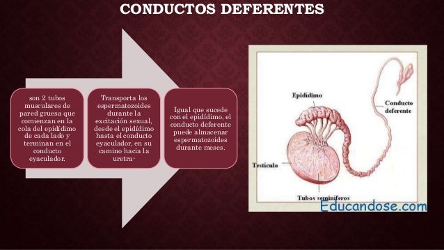 Aparato reproductor masculino
