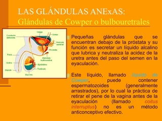 APARATO REPRODUCTOR FEMENINO Y MASCULINO.pptx