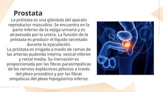 aparato reproductor masculino y femenino.pptx