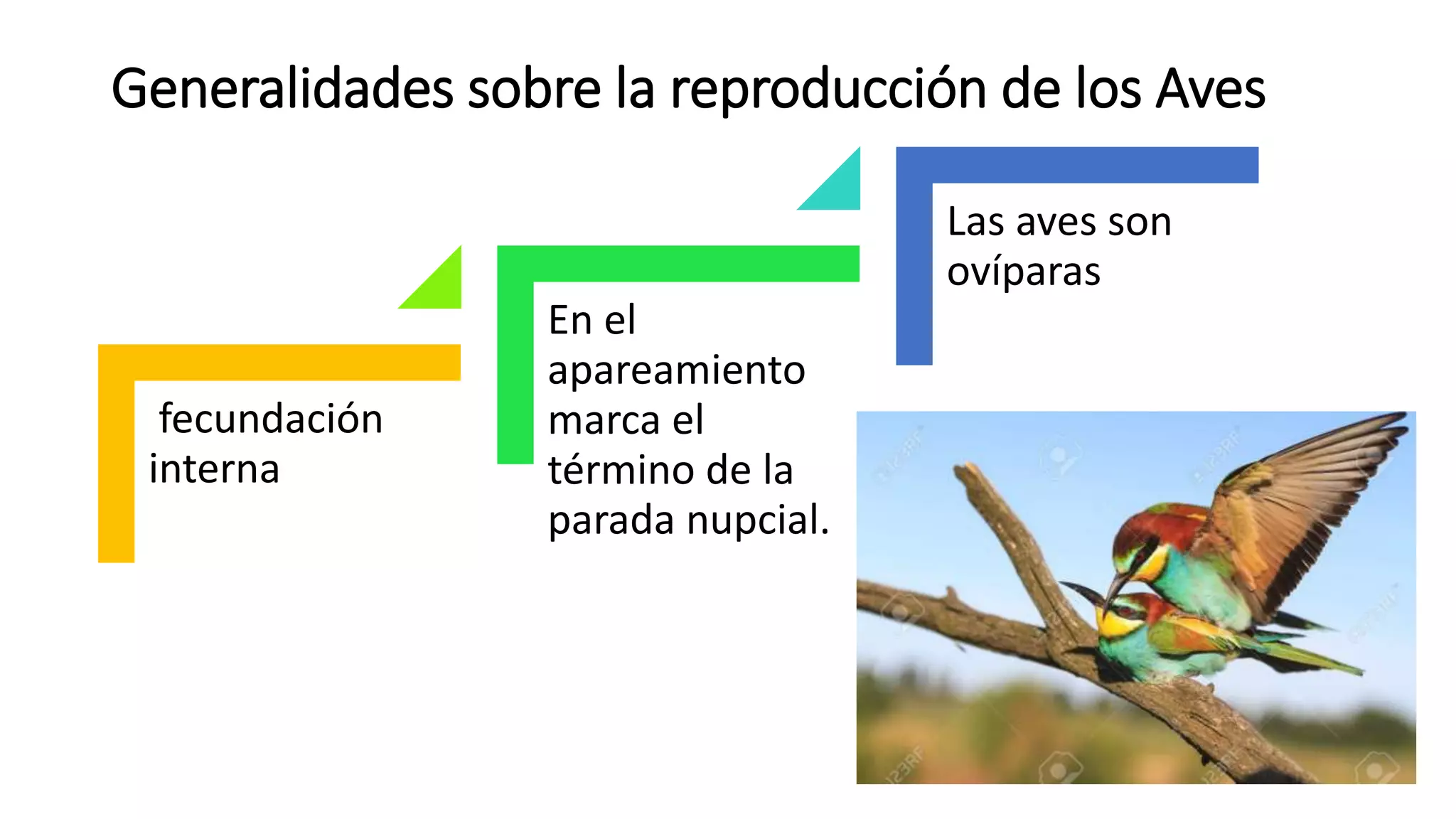 Aparato reproductor aves por Daniela Yánez | PPTX