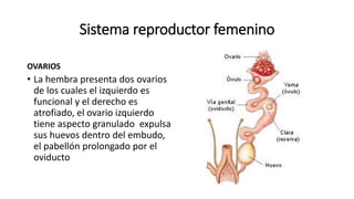 Aparato reproductor aves | PPTX