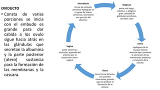 Aparato reproductor aves | PPTX