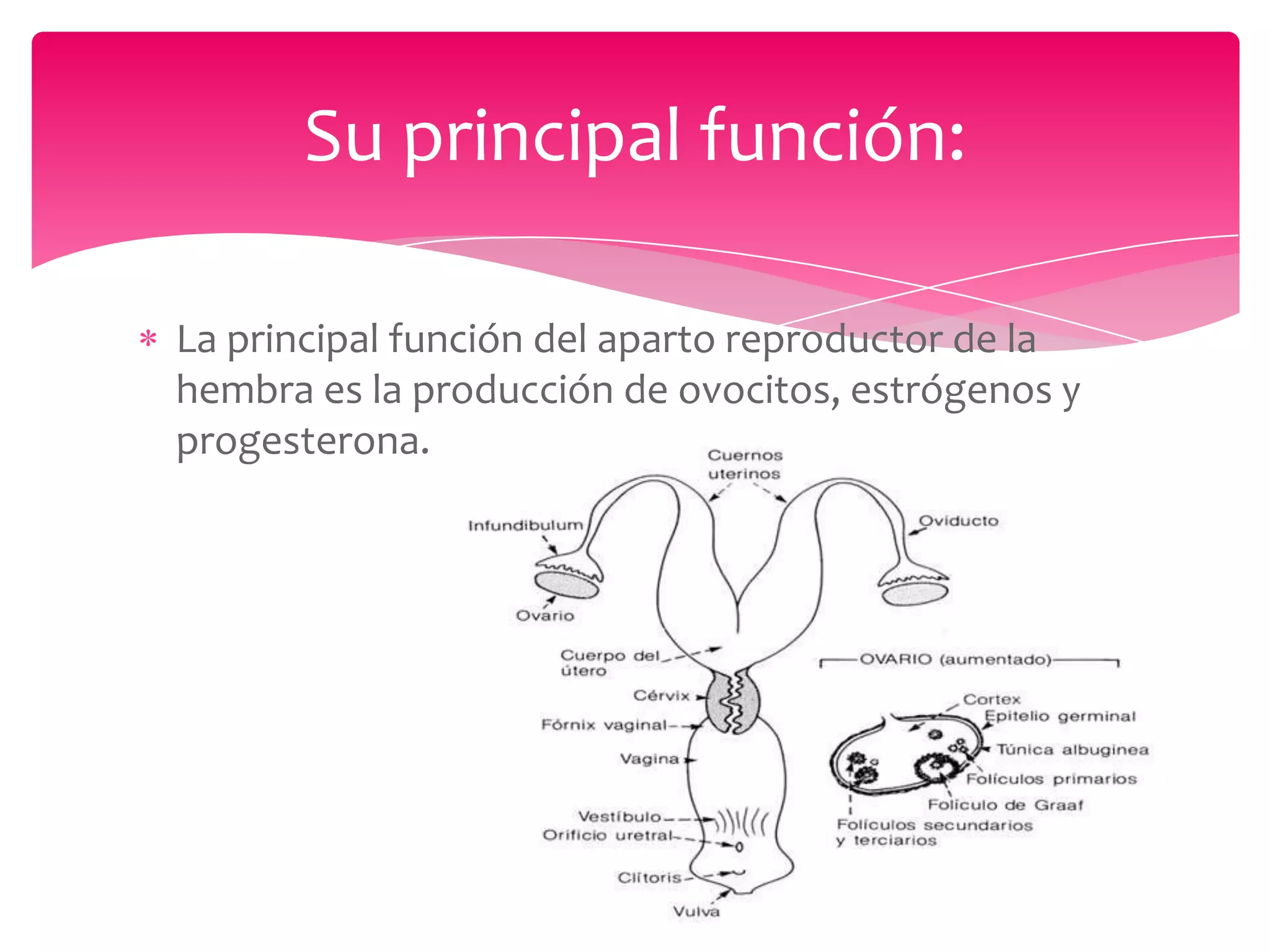 Aparato reproductor de la hembra | PPTX