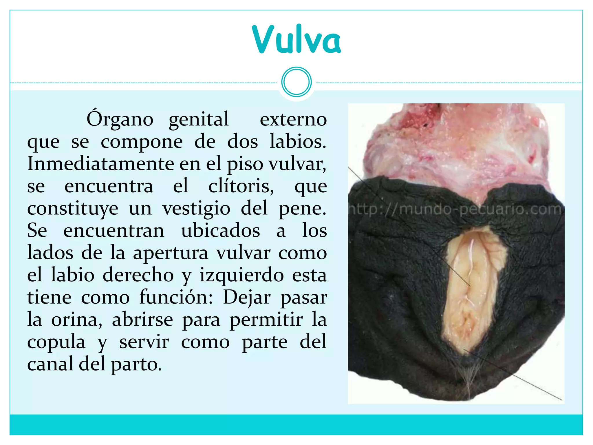 Aparato reproductor de la hembra bovina | PPTX
