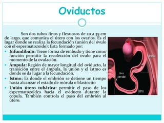 Aparato reproductor de la hembra bovina | PPTX