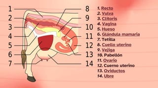 Aparato Reproductor de la hembra R.A..pptx