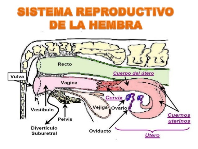 Aparato reproductor de las hembras