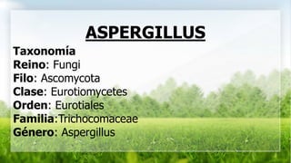 GENERO ASPERGILLUS | PPTX