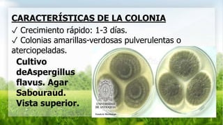 Colonia De Aspergillus
