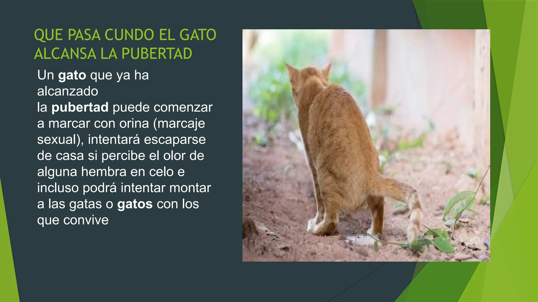 presentacion del APARATO REPRODUCTOR DEL GATO.pptx